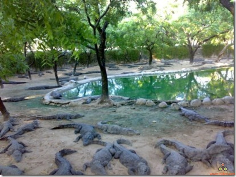 Entradas Crocodile Park | Taquilla.com