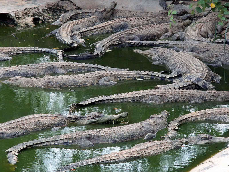 Entradas Crocodile Park | Taquilla.com