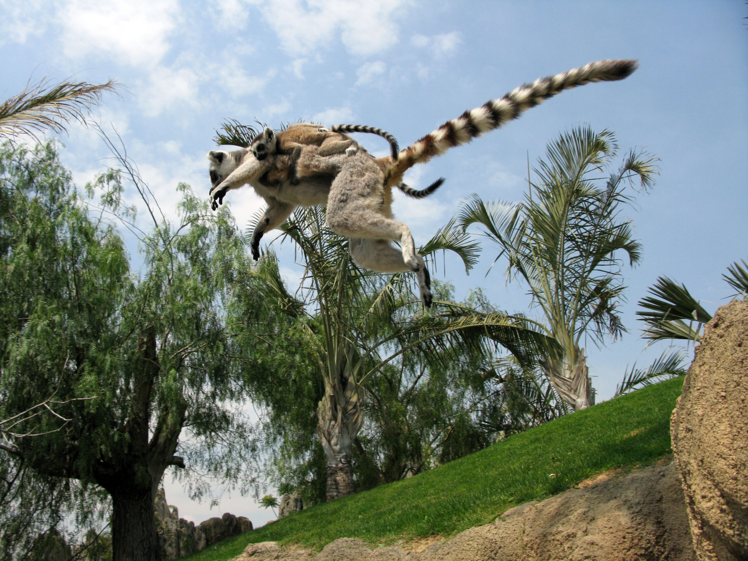 Entradas Bioparc Valencia | Taquilla.com