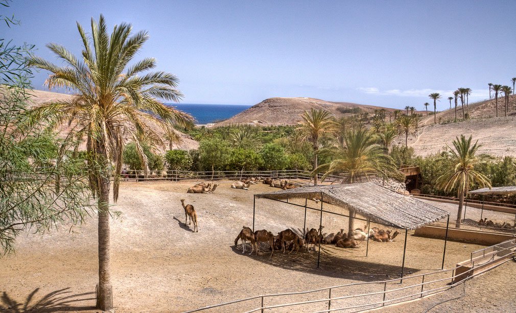 Entradas Oasis Wildlife Fuerteventura | Taquilla.com