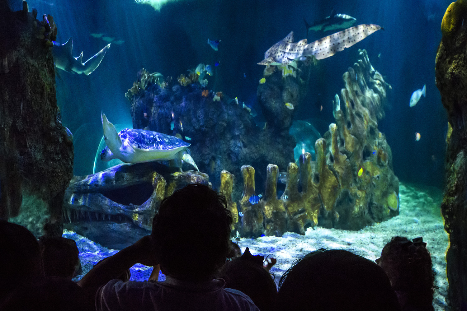 Entradas Sea Life Benalmadena | Taquilla.com