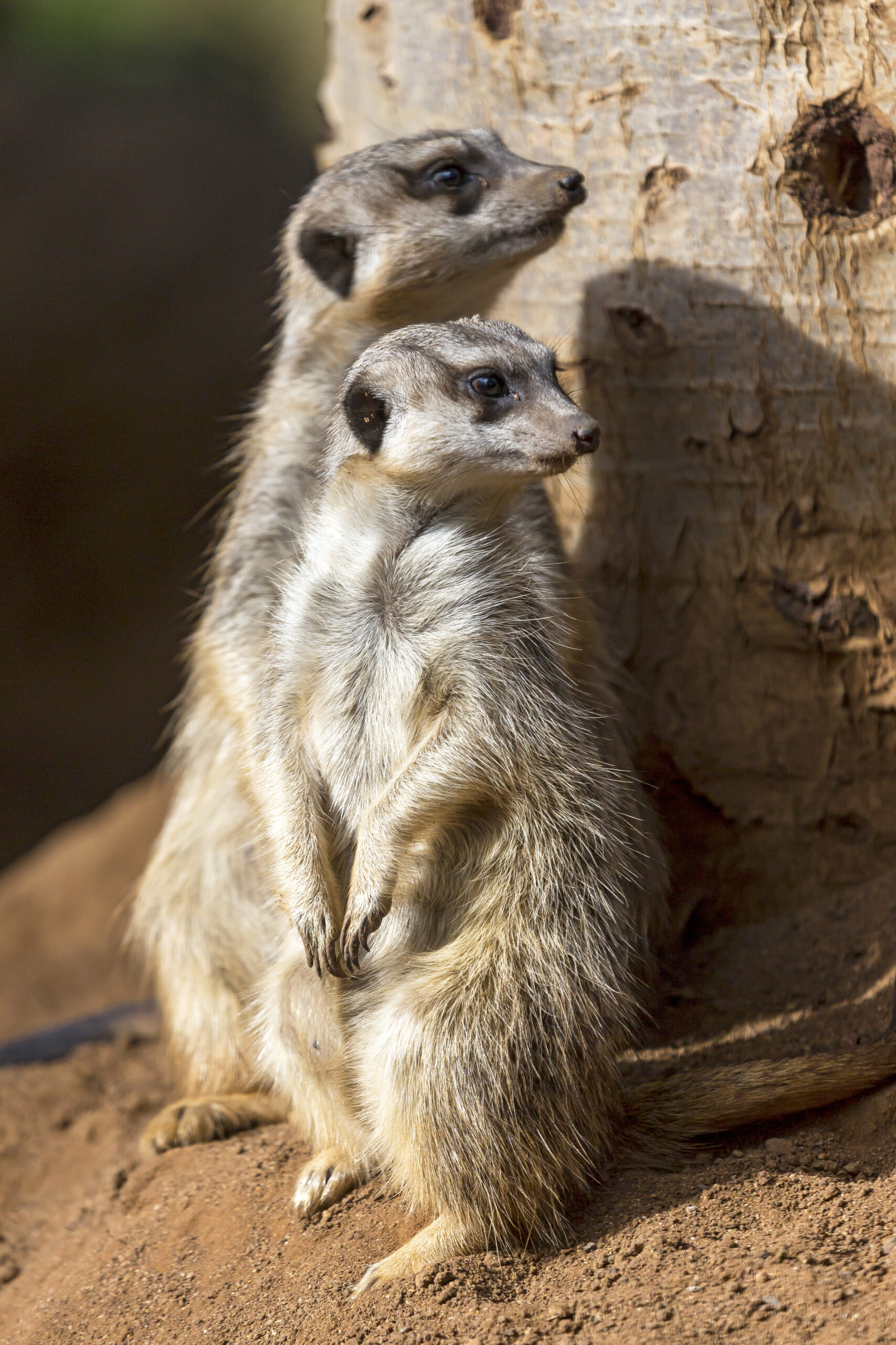 Entradas Loro Parque | Taquilla.com