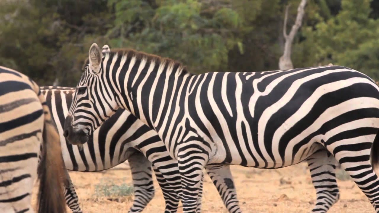 Entradas Safari Zoo Mallorca | Taquilla.com