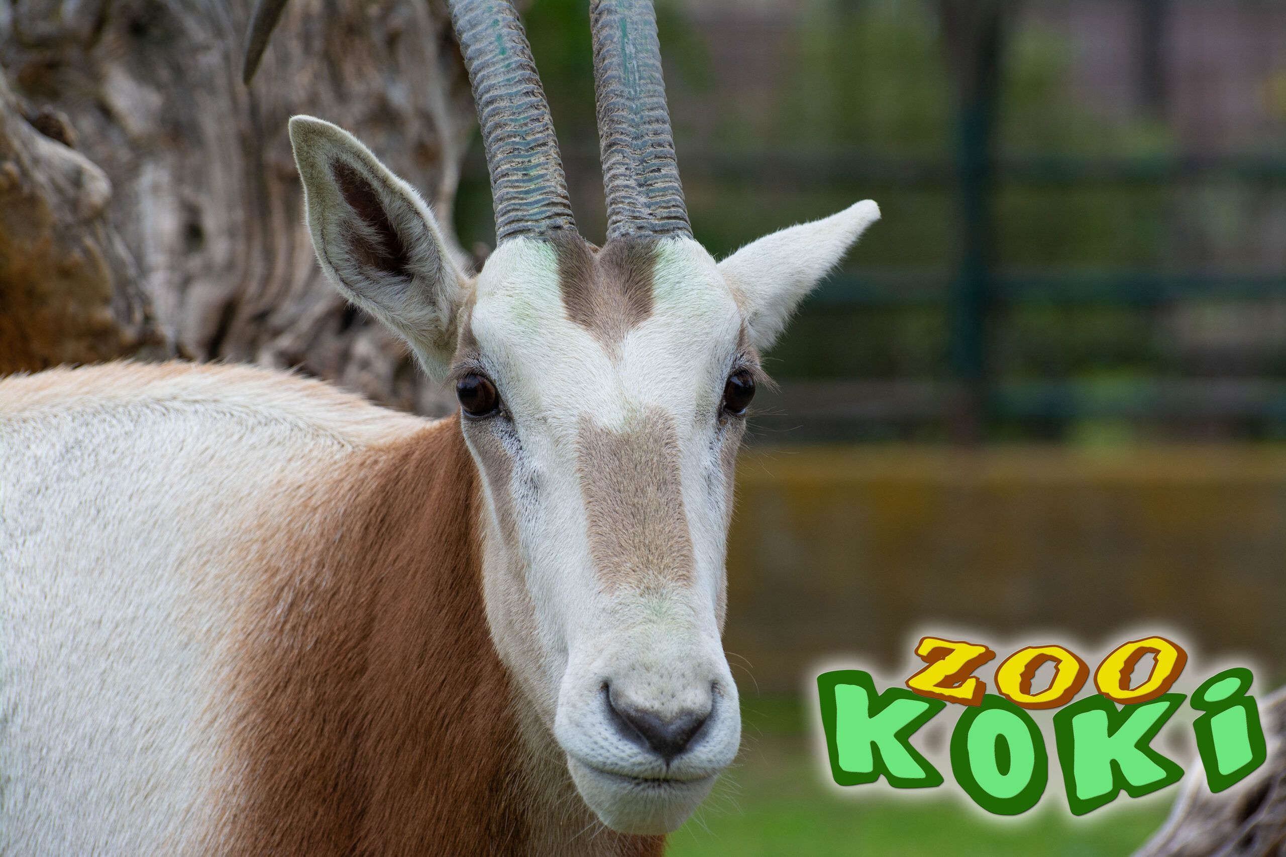 Entradas Zoo Koki | Taquilla.com