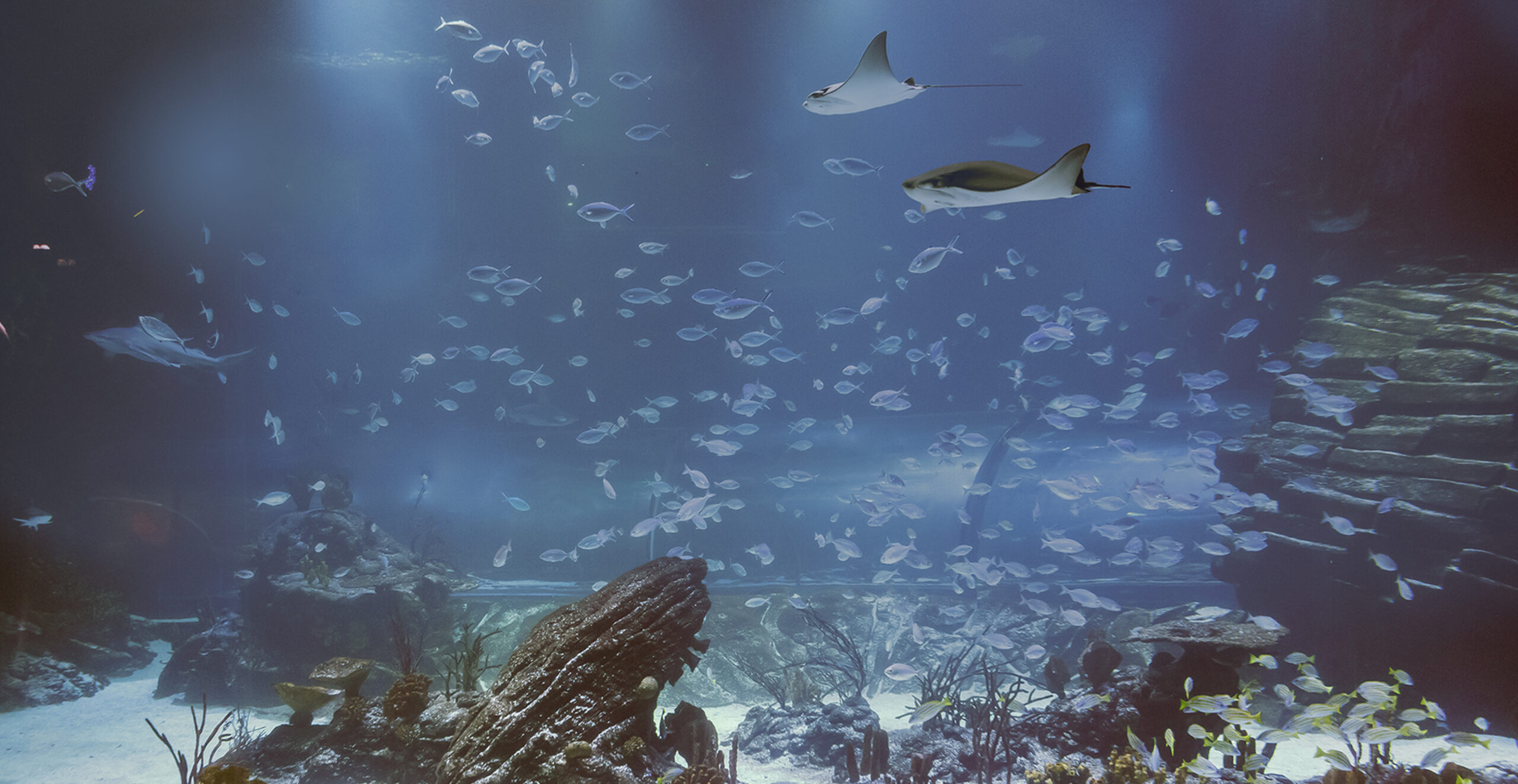 Entradas Atlantis Aquarium de Madrid | Taquilla.com