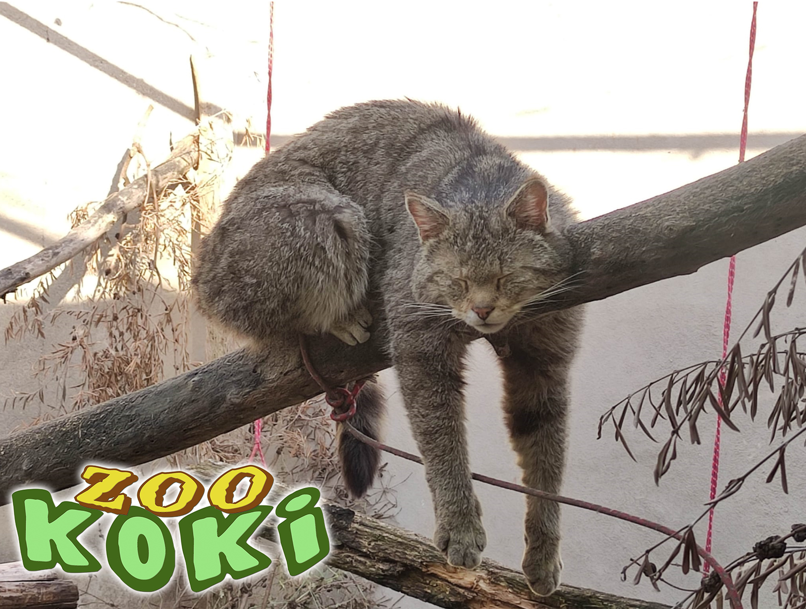Entradas Zoo Koki | Taquilla.com
