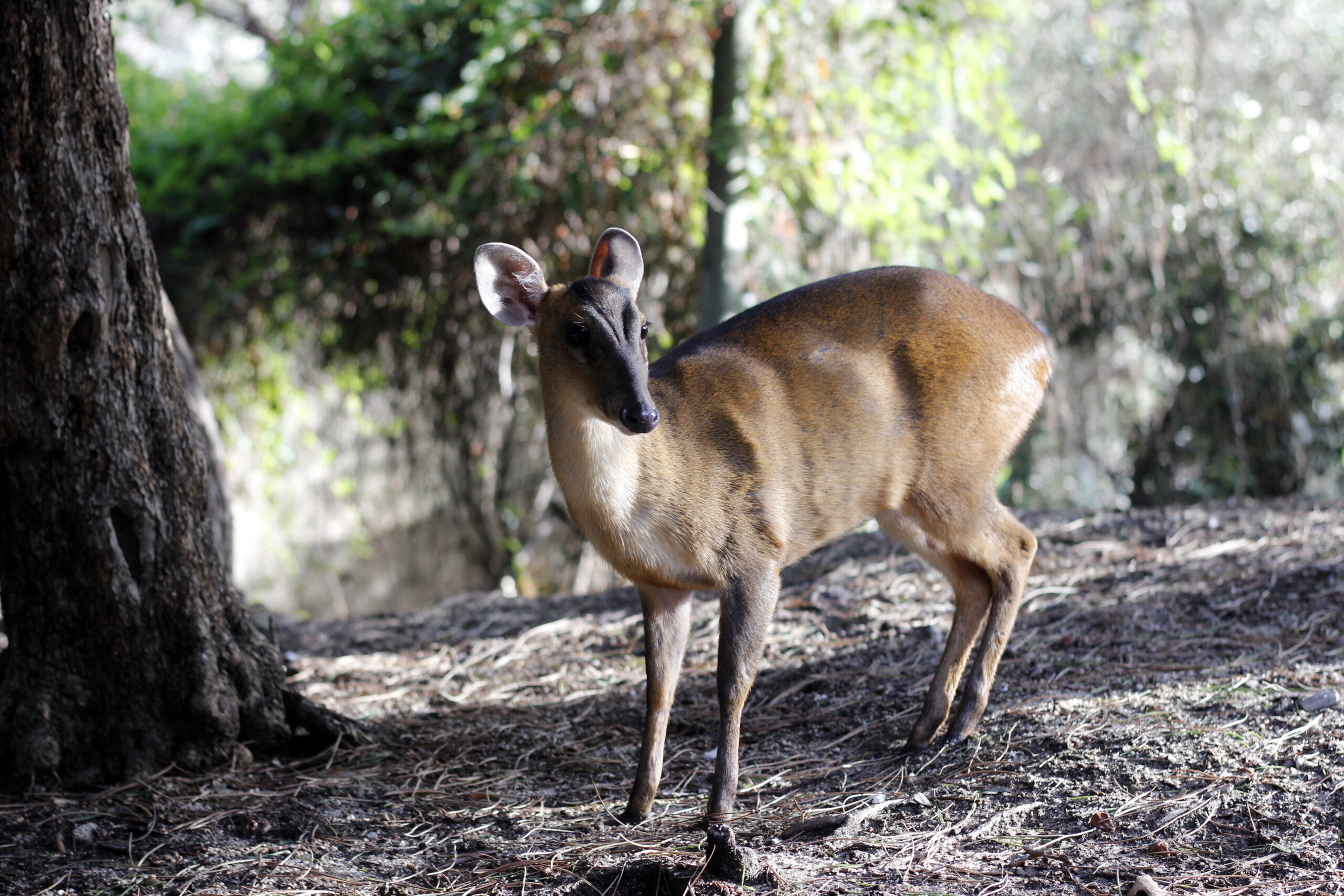Entradas Faunia | Taquilla.com