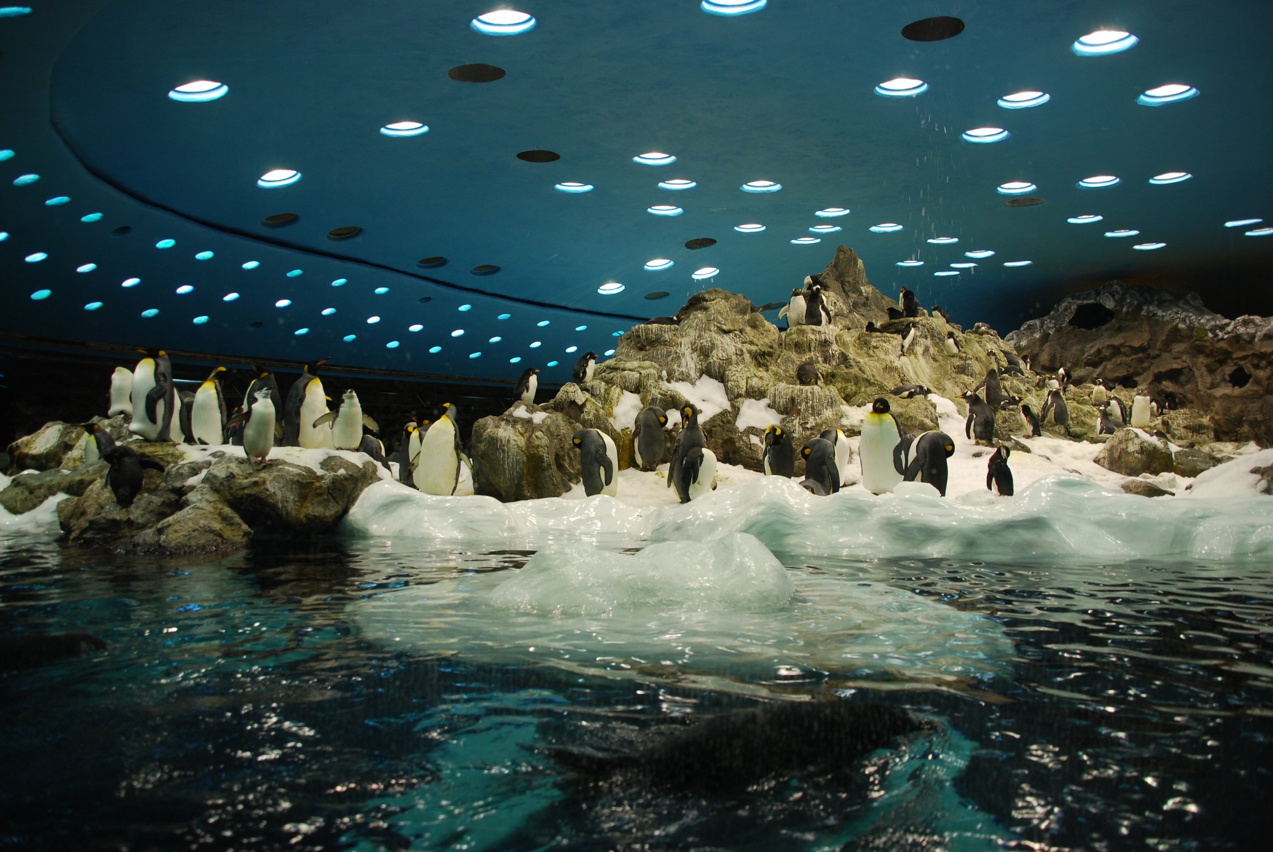 Entradas Loro Parque | Taquilla.com