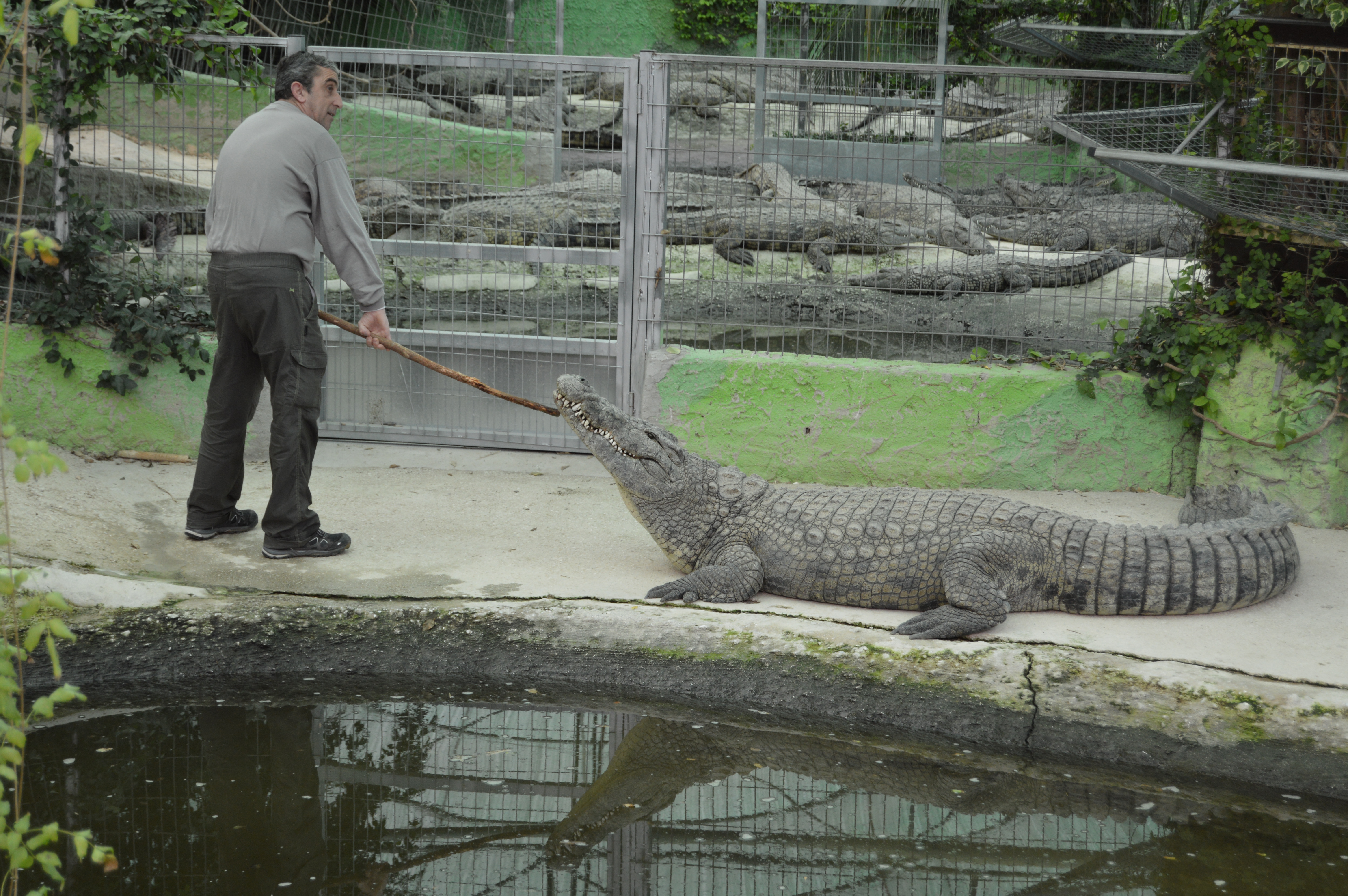 Entradas Crocodile Park | Taquilla.com