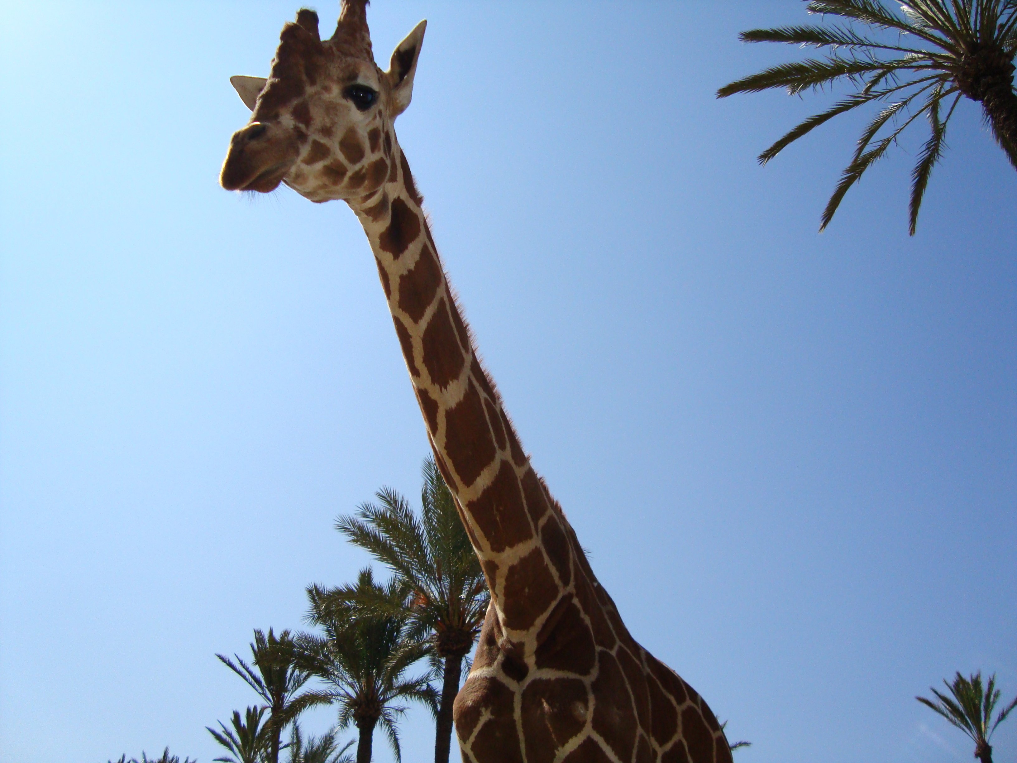 Rio Safari Elche 2026 | Taquilla.com