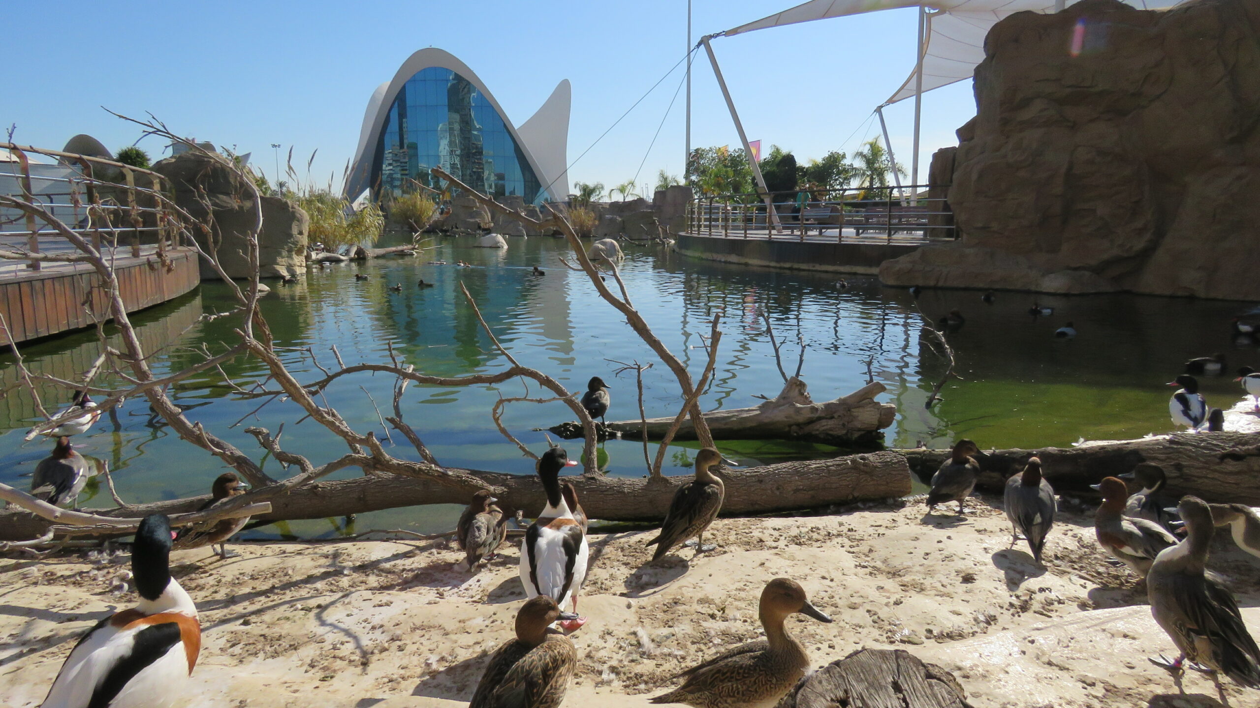 Entradas Oceanogràfic | Taquilla.com